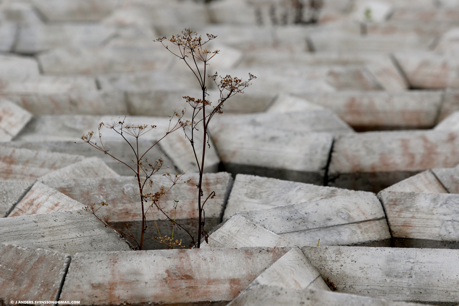 2016-10 – Limhamns kalkbrott – Foton från när & fjärran